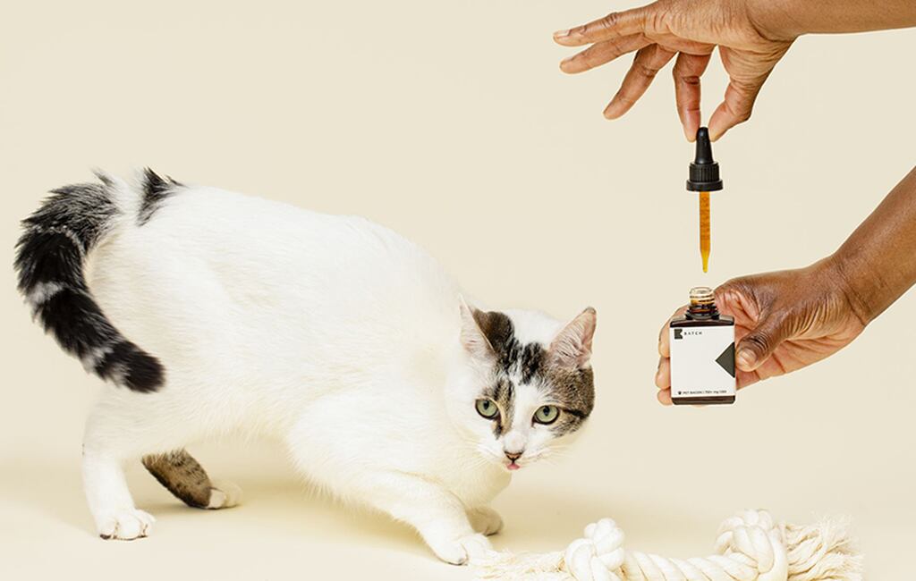 Why cbd oil for cats is the feline wellness trend? - vintech magazine